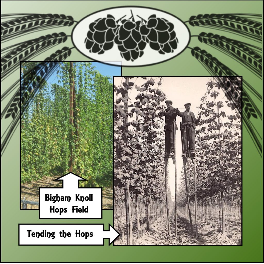 Hops Fields | Historic Jacksonville, Inc.