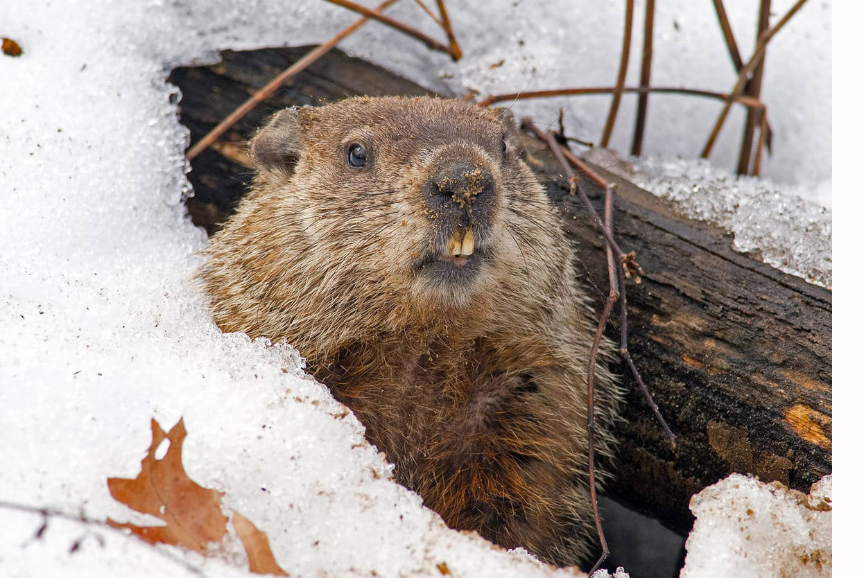 Groundhog Day | Historic Jacksonville, Inc.